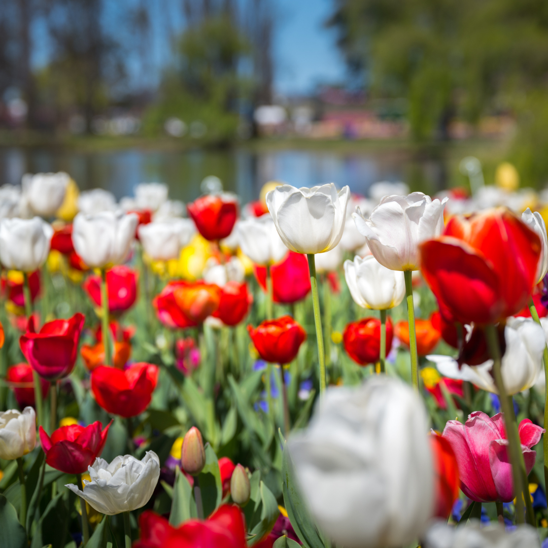Canberra BMW’s Vibrant Activation at Floriade Captivates Visitors with ...